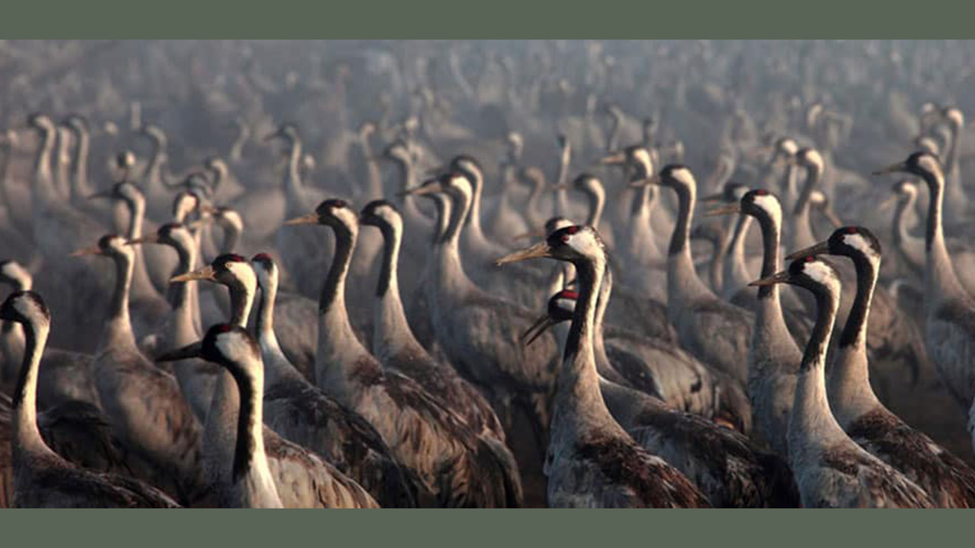 Životinje - Ehlibejt